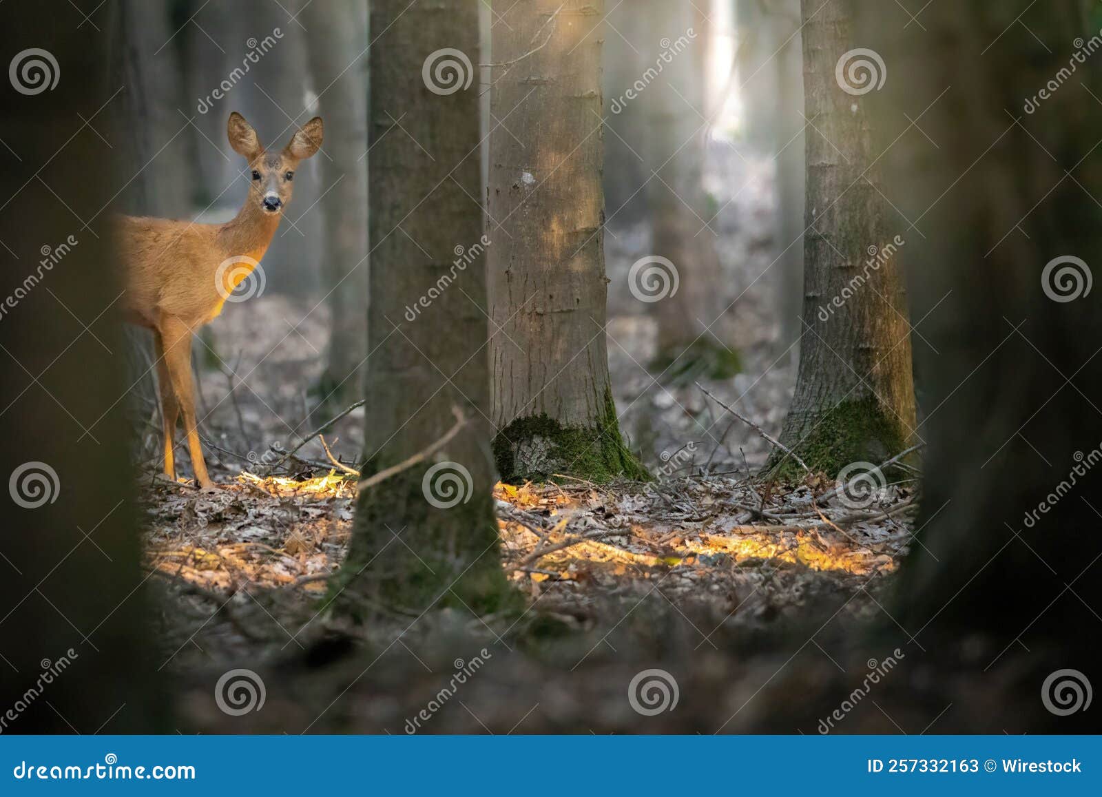 Young Deer is Hiding Behind a Tree in the Forest Stock Image - Image of ...