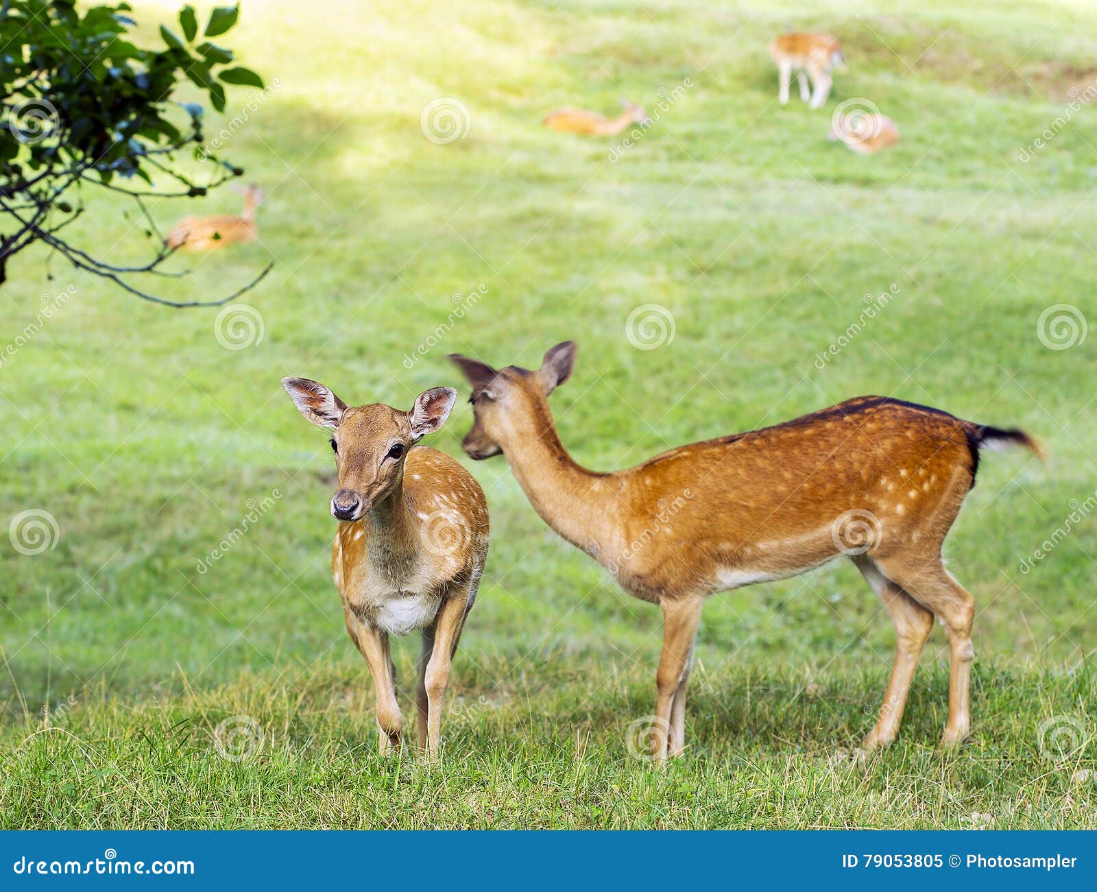 Young deer hind looking stock image. Image of head, hungry - 79053805