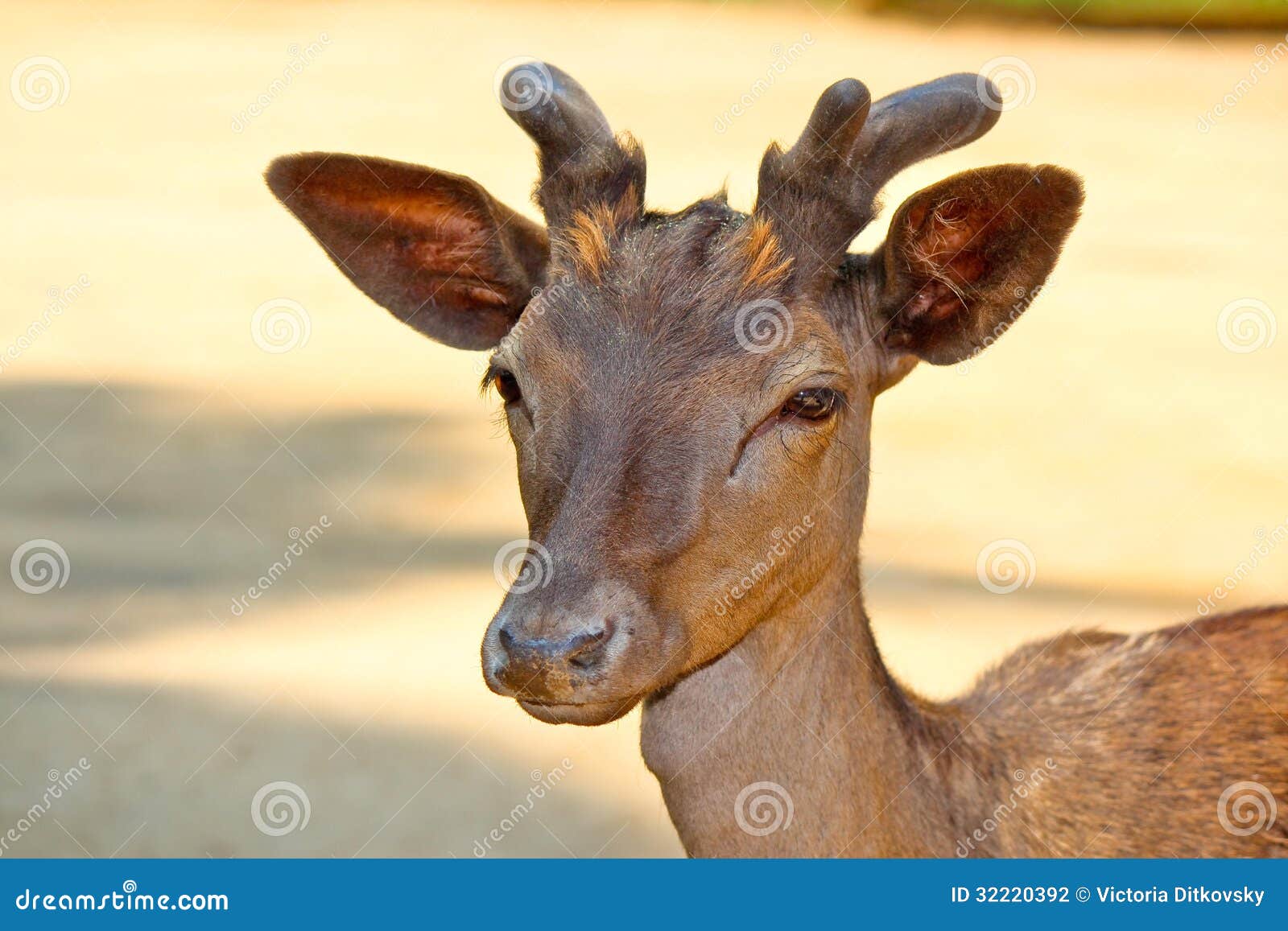 Young deer, mail stock photo. Image of animal, hoofed - 32220392