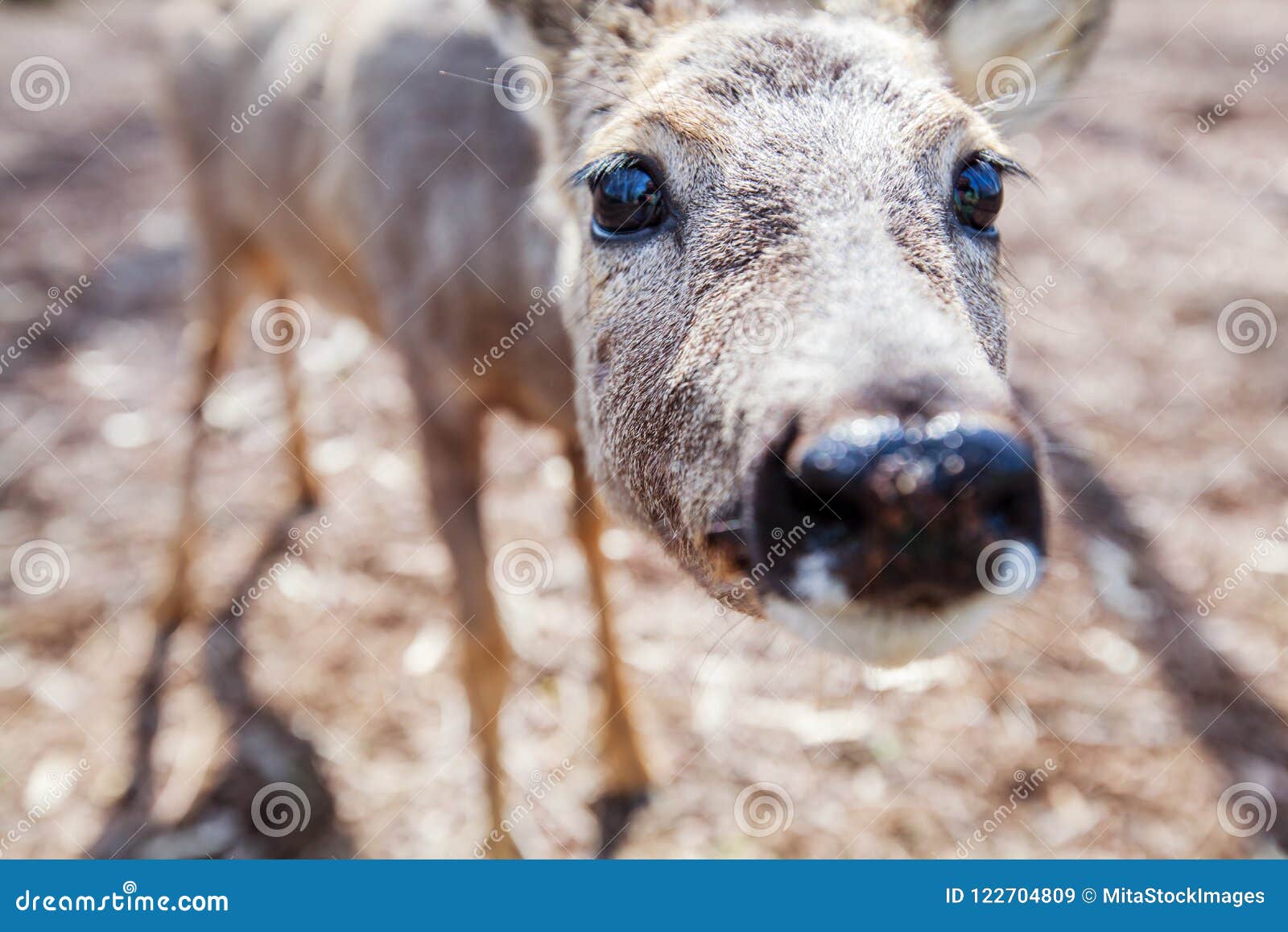 Young deer in forest stock image. Image of mammal, cute - 122704809