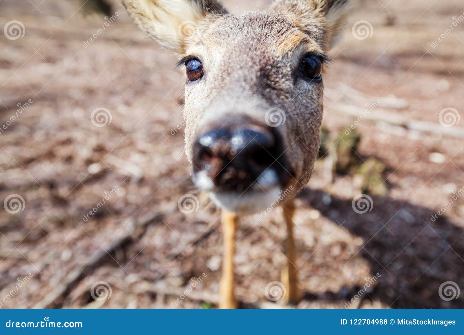 Young deer in forest stock photo. Image of season, farm - 122704988