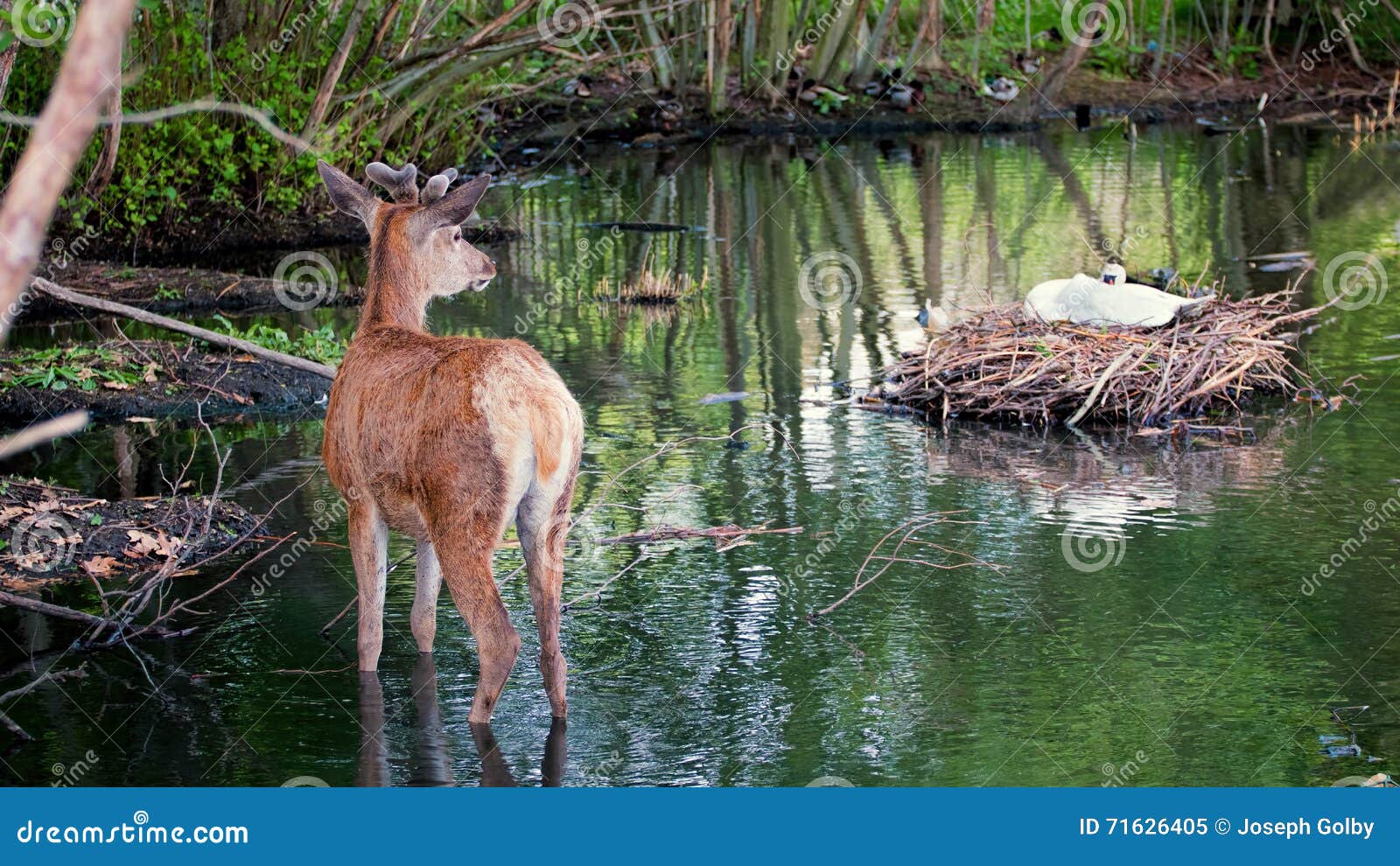 Young Deer and Nesting Swan. Nature Scene Stock Image - Image of ...