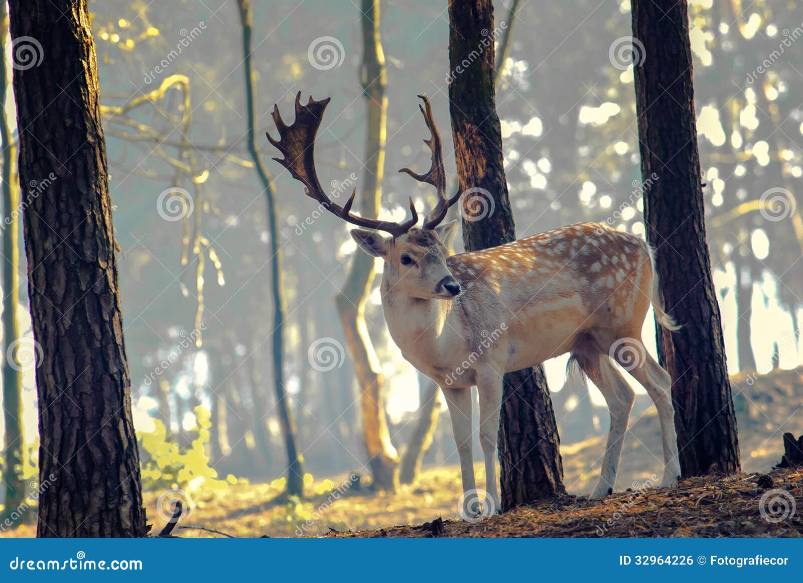 Young Deer Posing in the Forest Stock Photo - Image of full, cautious ...