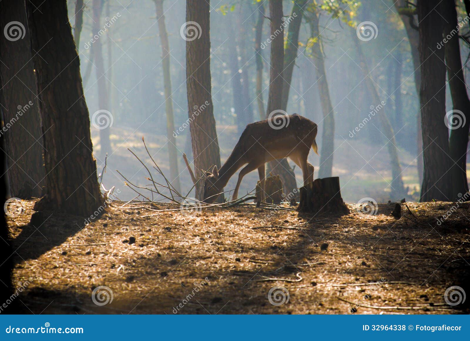 Young Deer Posing in the Forest Stock Photo - Image of environment ...