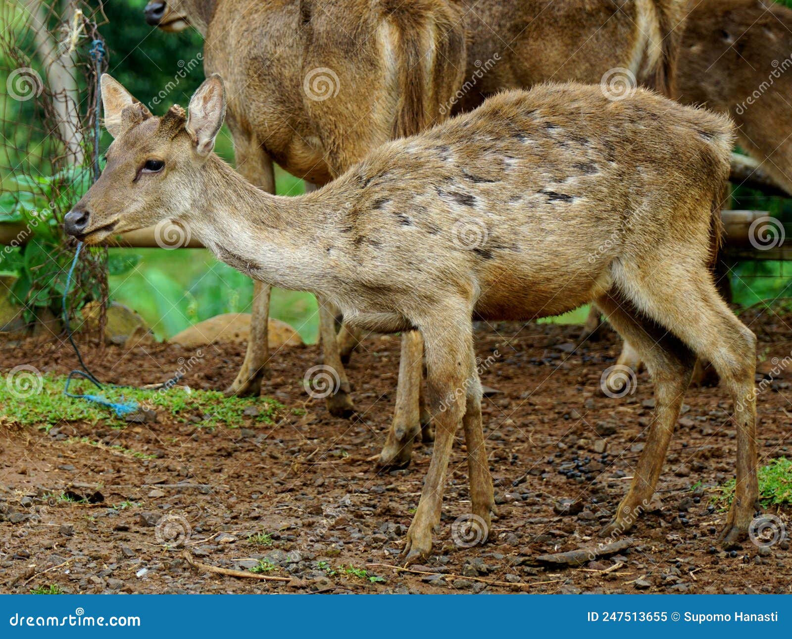 Young deer in the ranch stock image. Image of beautiful - 247513655