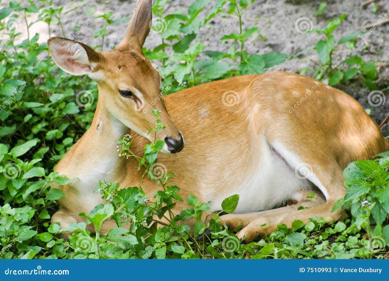 Young deer resting stock image. Image of wild, young, bambi - 7510993