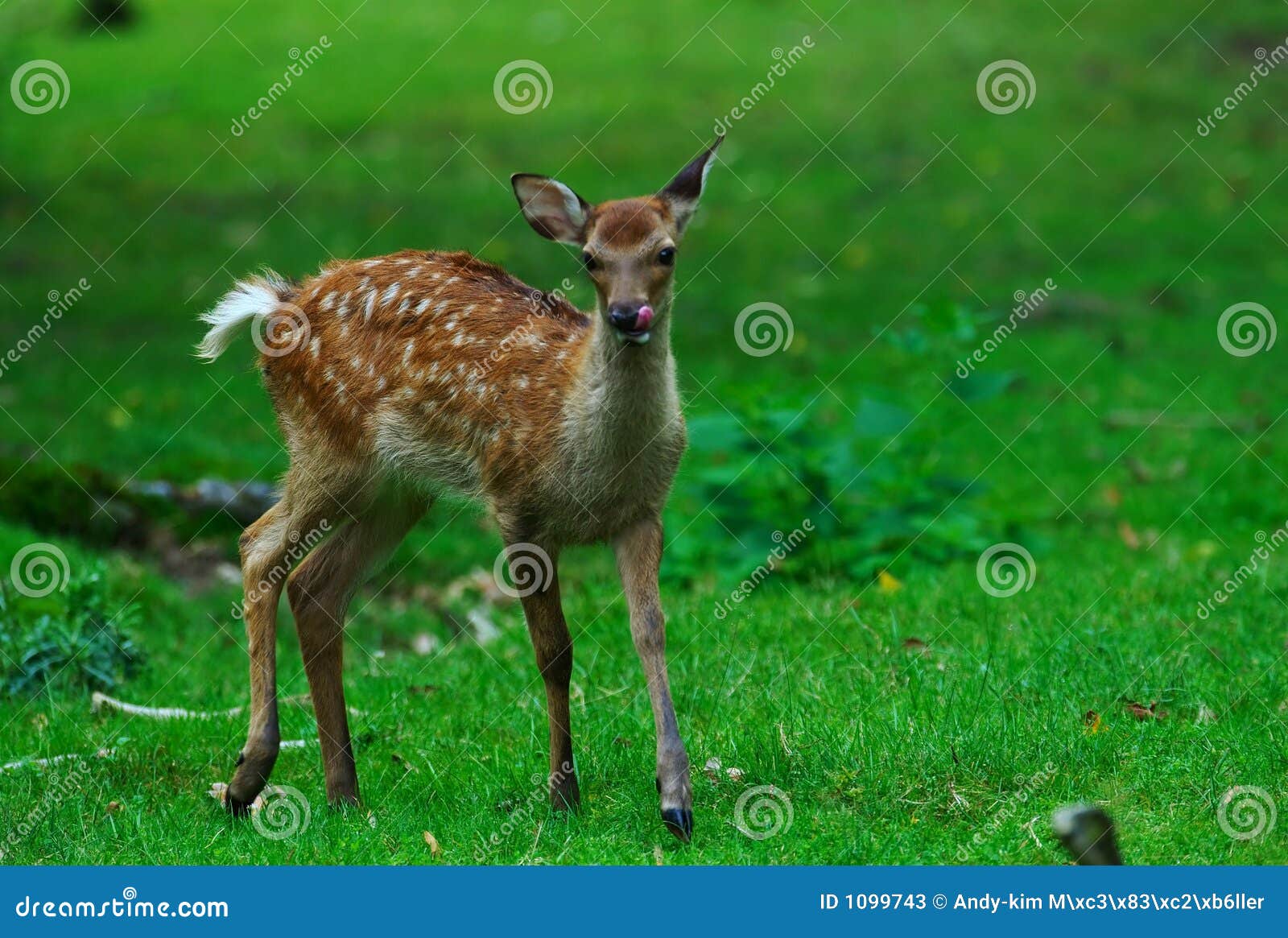 Young Deer In The Forest Stock Image | CartoonDealer.com #105202729