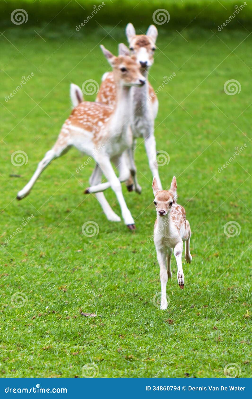 Young deer running stock photo. Image of spots, deer - 34860794