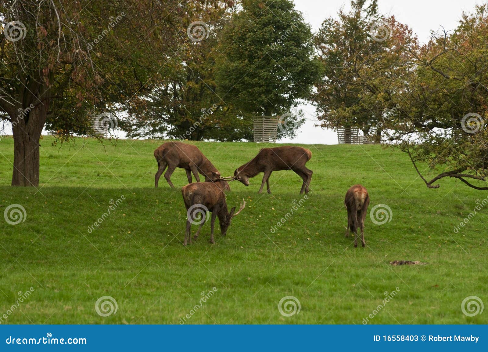 Young Deer Rutting stock image. Image of wildlife, hunter - 16558403