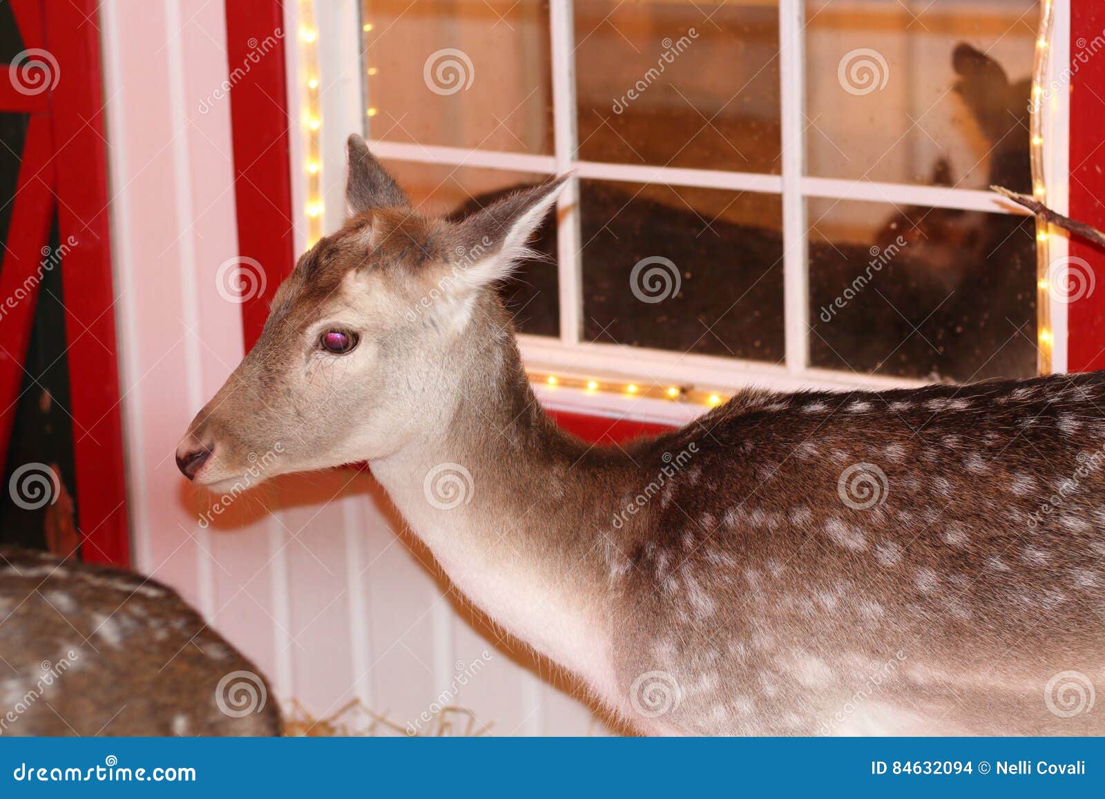 Young deer side portrait stock photo. Image of barn, look - 84632094