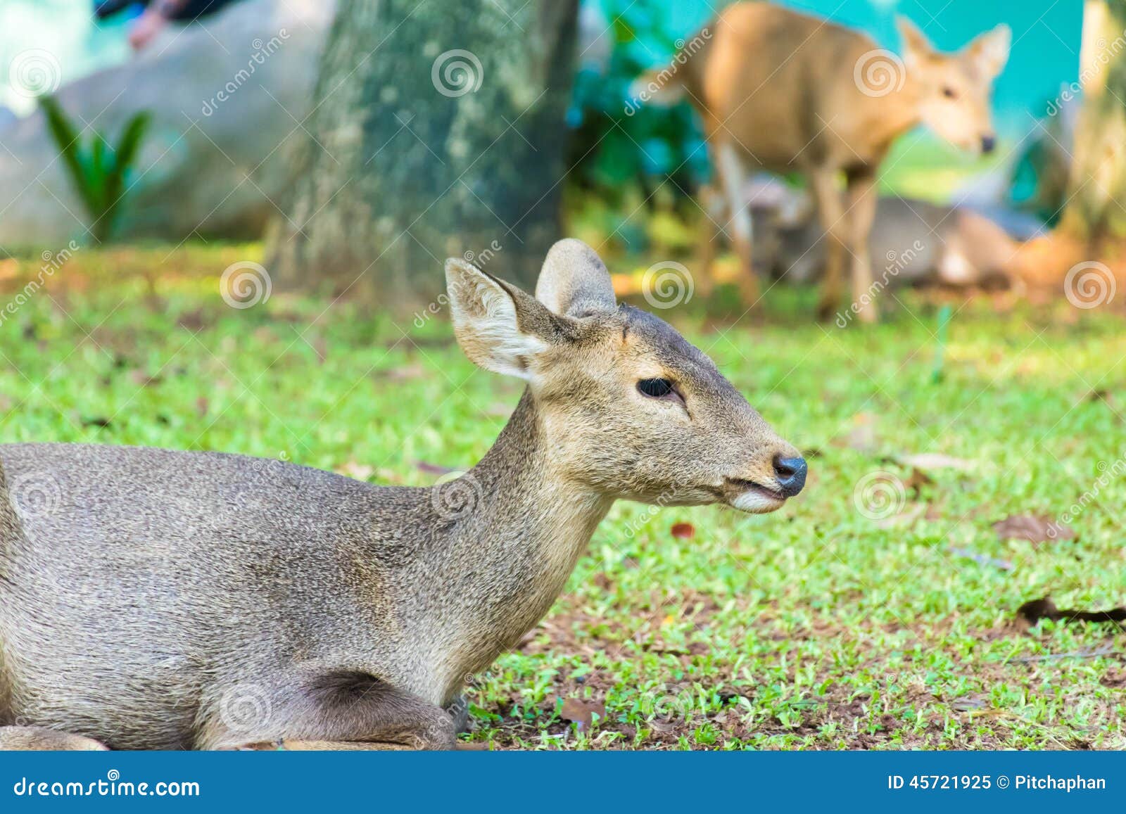 Young Deer Sitting with Grass Field Stock Image - Image of male, life ...
