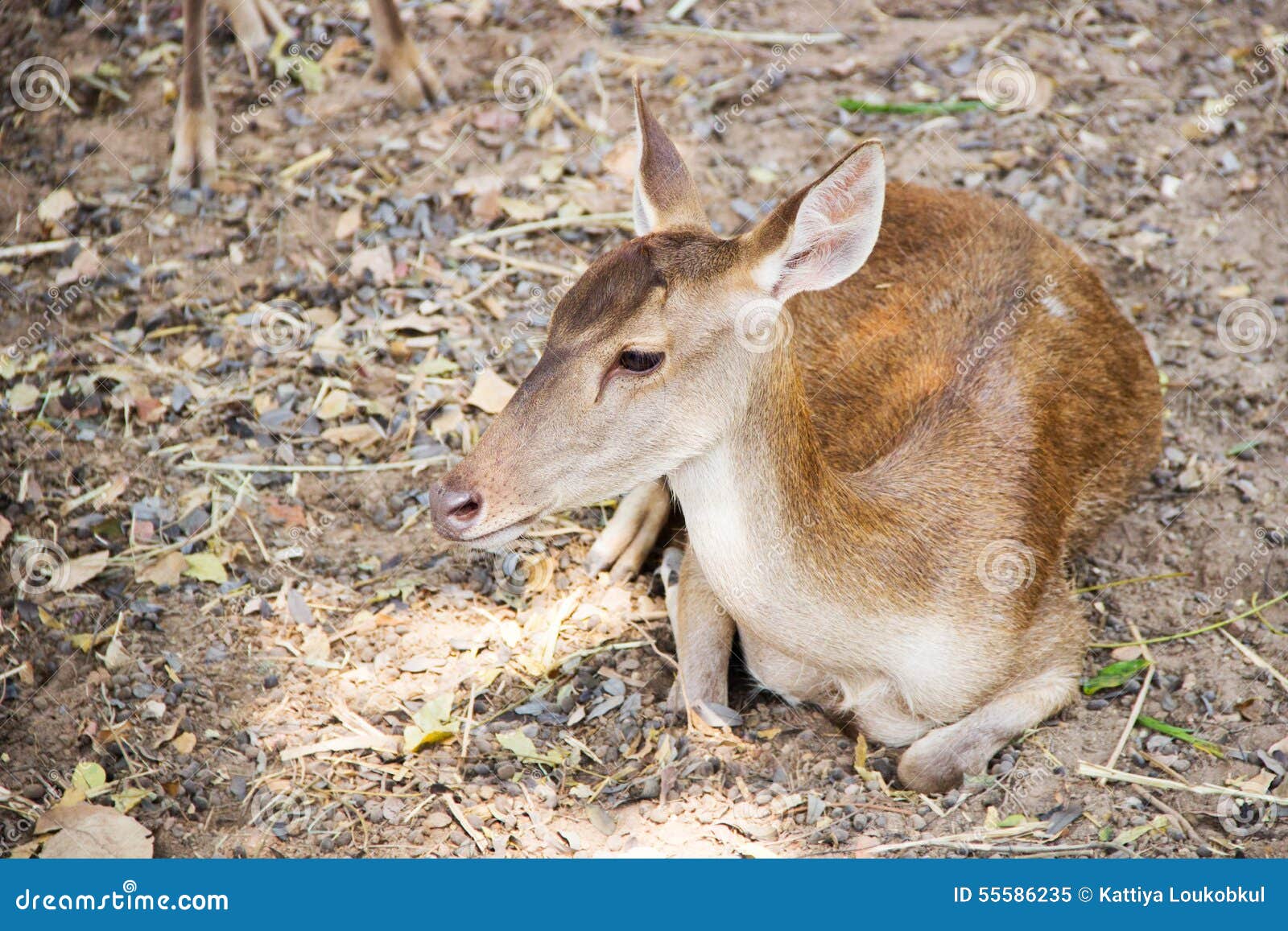 A Young Deer Sitting in the Park Stock Image - Image of wilderness ...