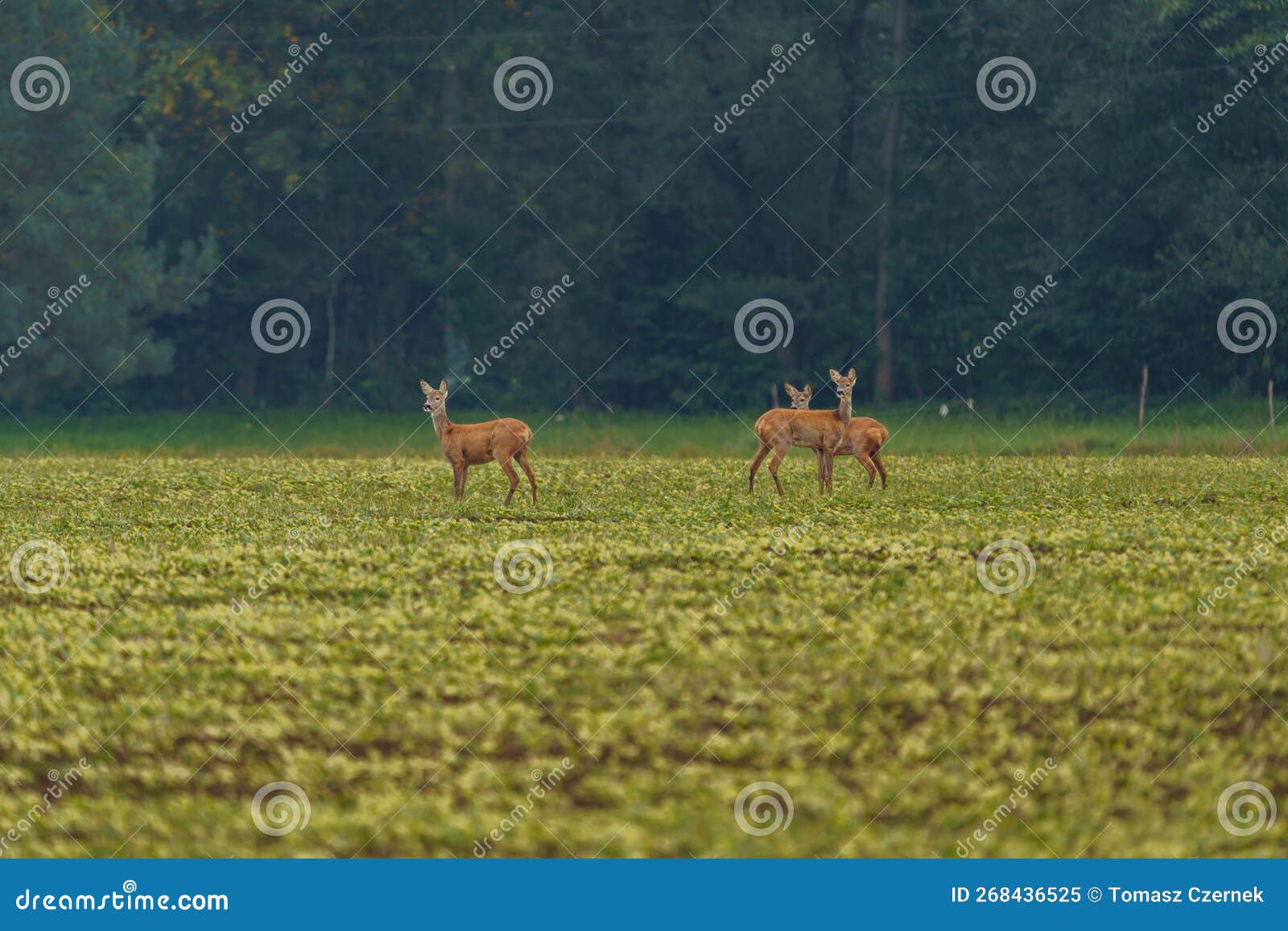 Young Deer in Spring Meadow, Hidden Stock Image - Image of landscape ...