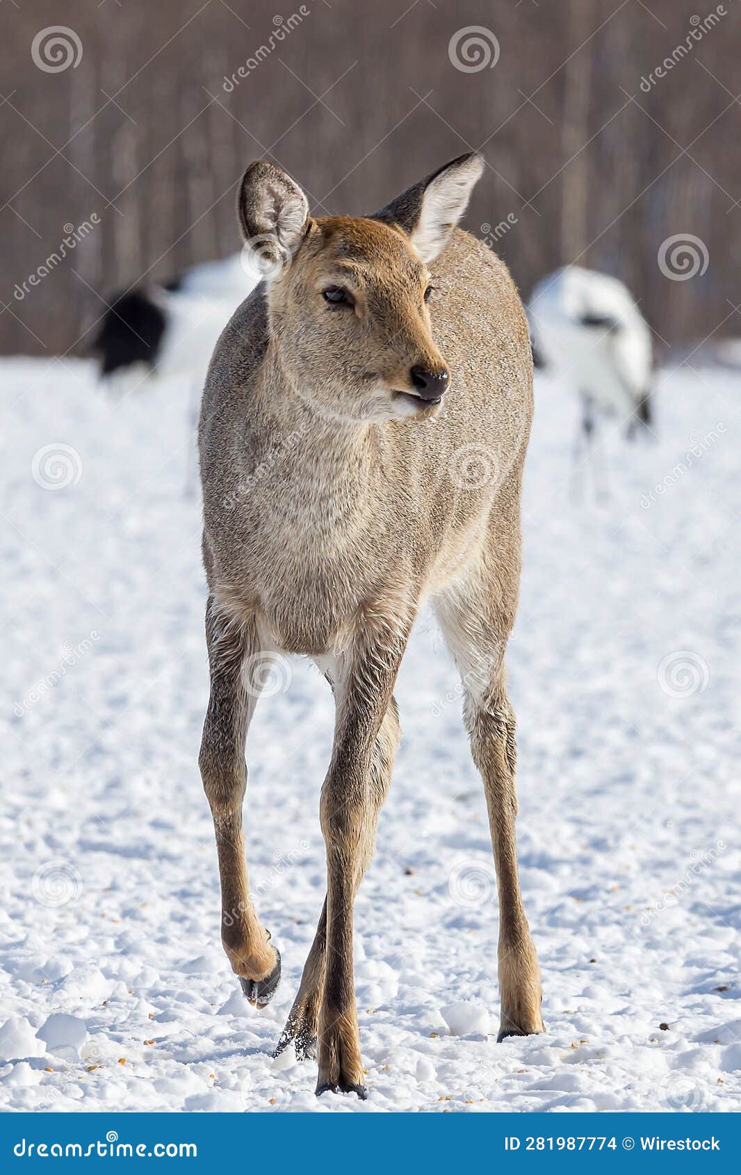 Young Deer Standing in a Peaceful Winter Scene Stock Photo - Image of ...