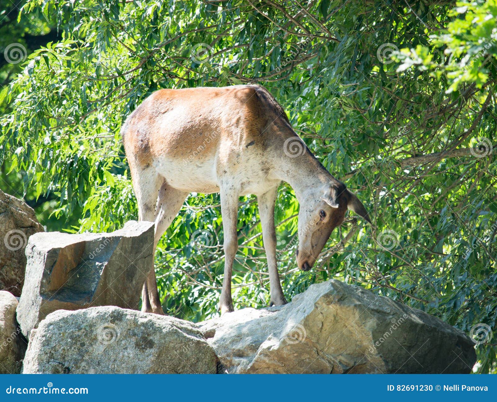 Young Deer Standing on a Rock in the Forest Stock Photo - Image of ...