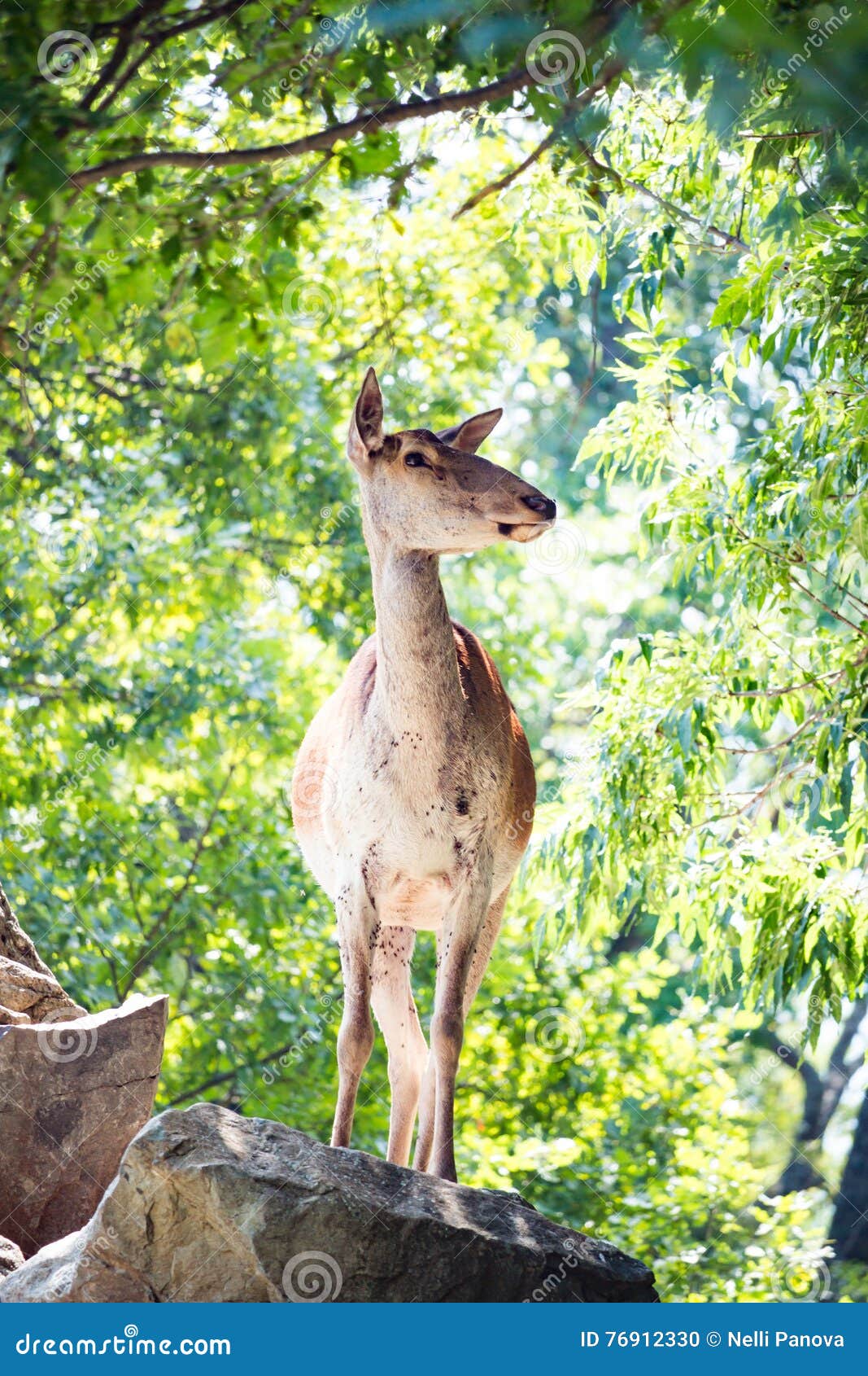 Young Deer Standing on the Rocks Stock Photo - Image of rocks, wild ...