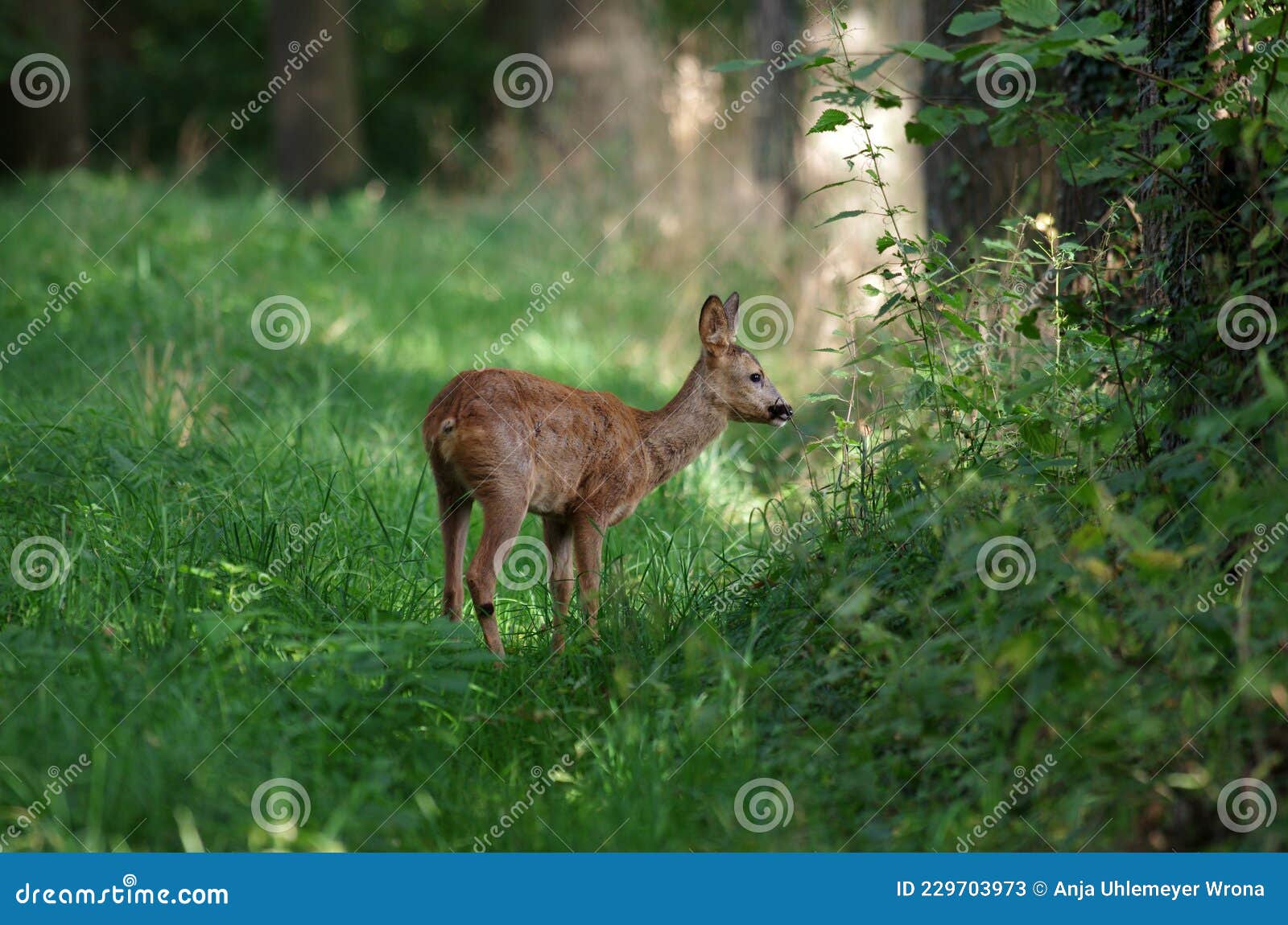 Young Deer Stands in a Forest Clearing Stock Image - Image of deer ...
