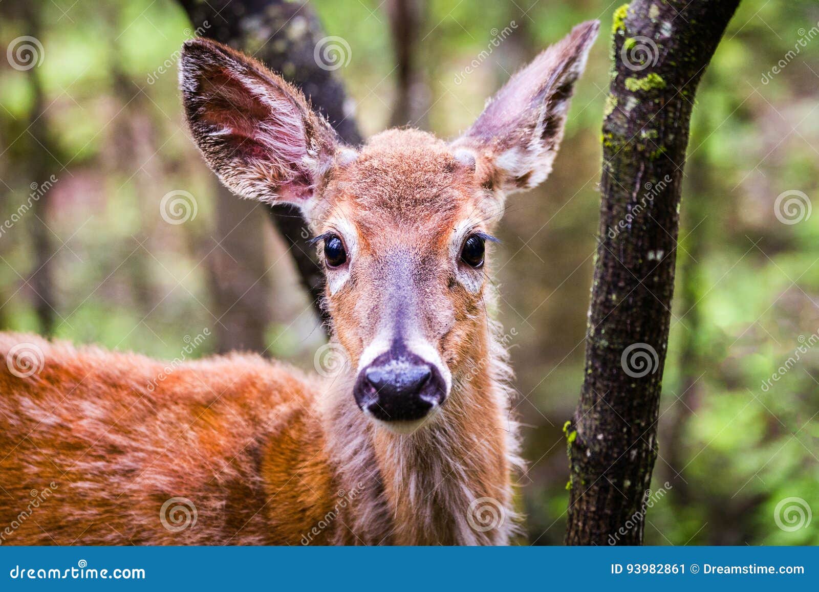 Young Deer Staring in Forest Stock Image - Image of curious, cervidae ...