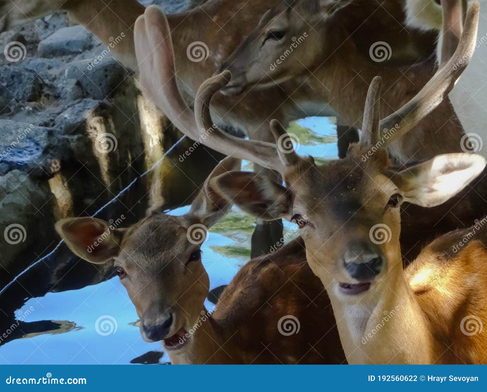 A Young Deer Staring Straight Back at the Camera Stock Photo - Image of ...