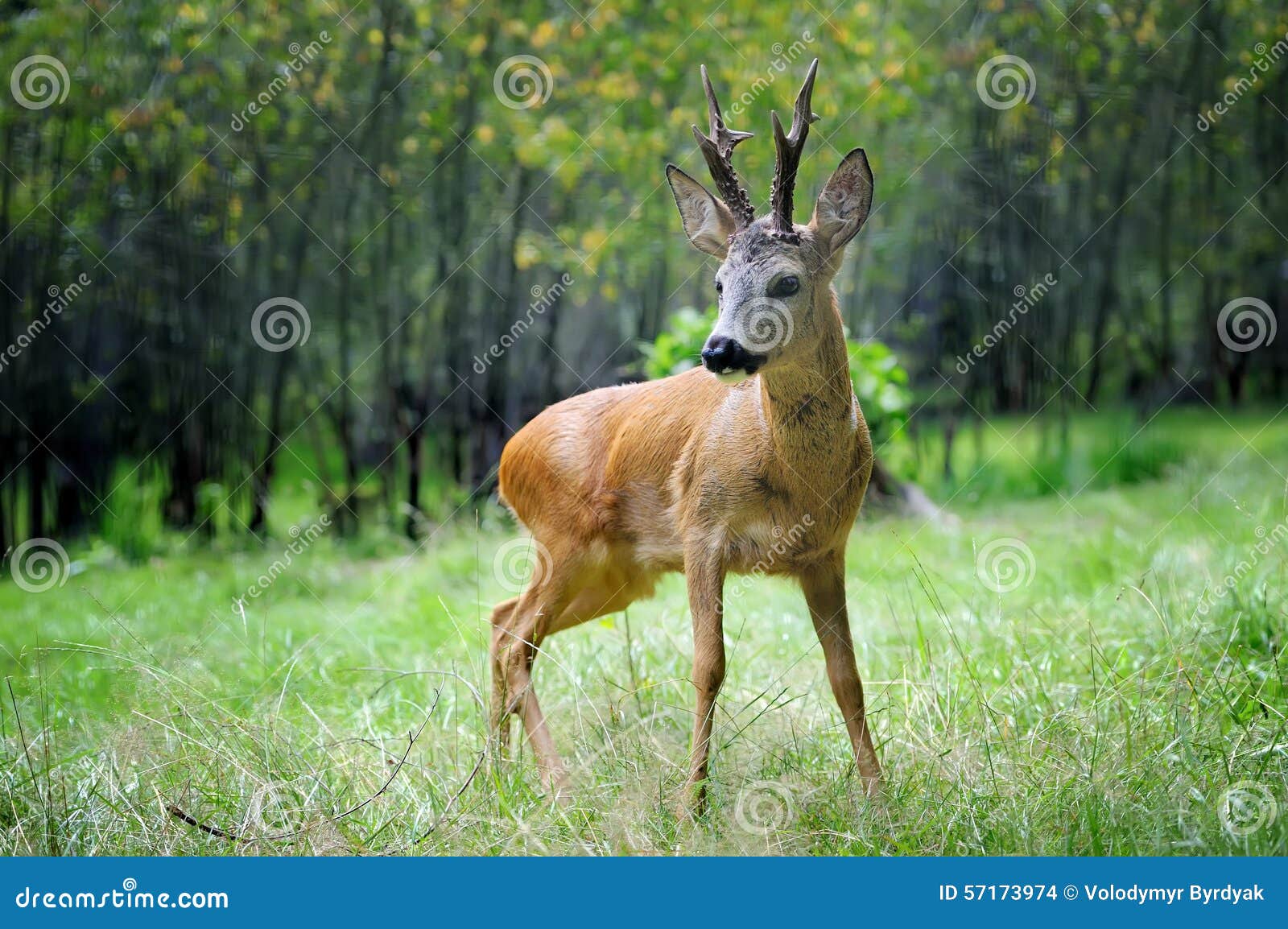 Young Deer in Summer Forest Stock Photo - Image of european, meadow ...