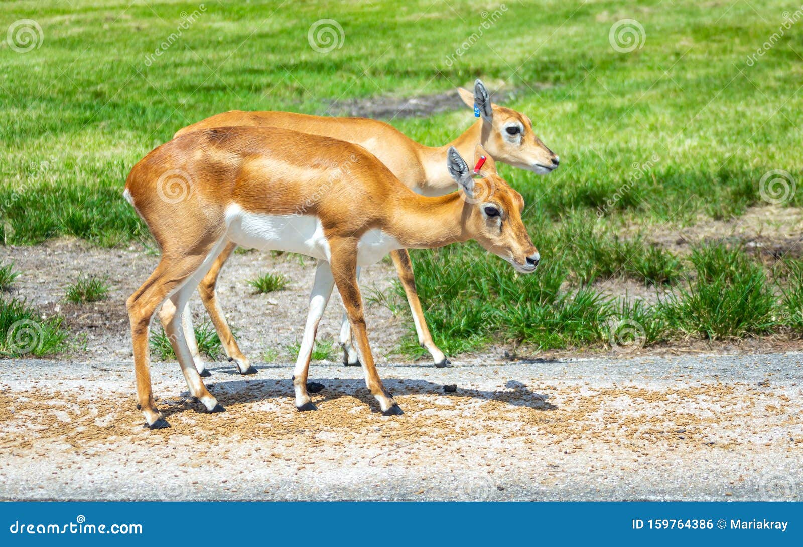 Young Deer with Tags in Both Ears Stock Photo - Image of antlers, grass ...