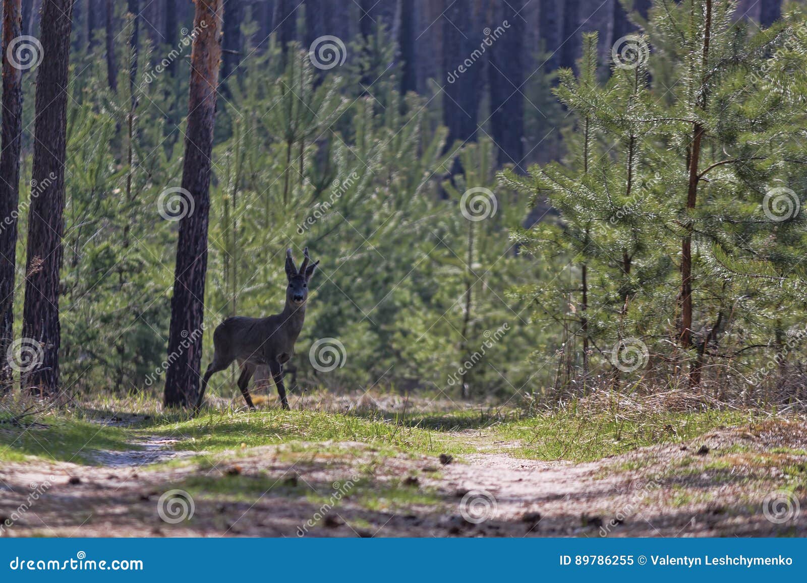 A young deer stock image. Image of animal, fauna, deer - 89786255