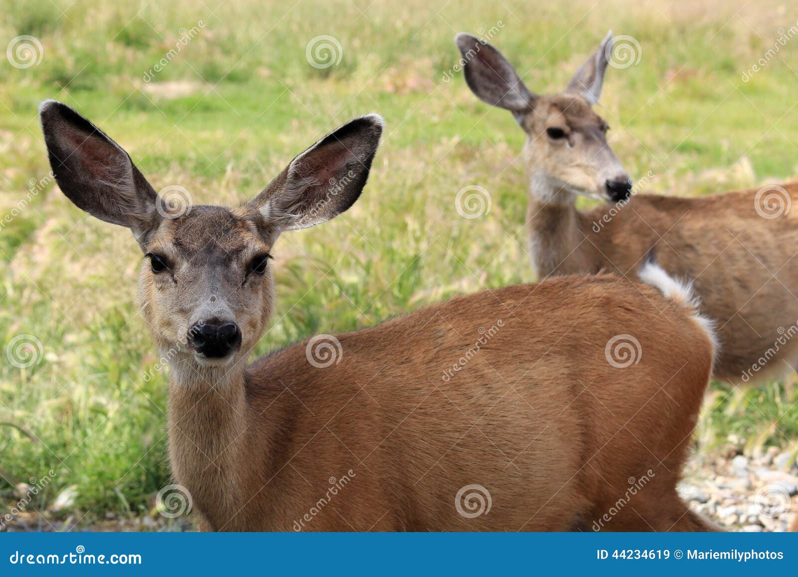 Newborn Deers Bambi And Wild Animals Concept. Fawn Resting. Baby Roe ...