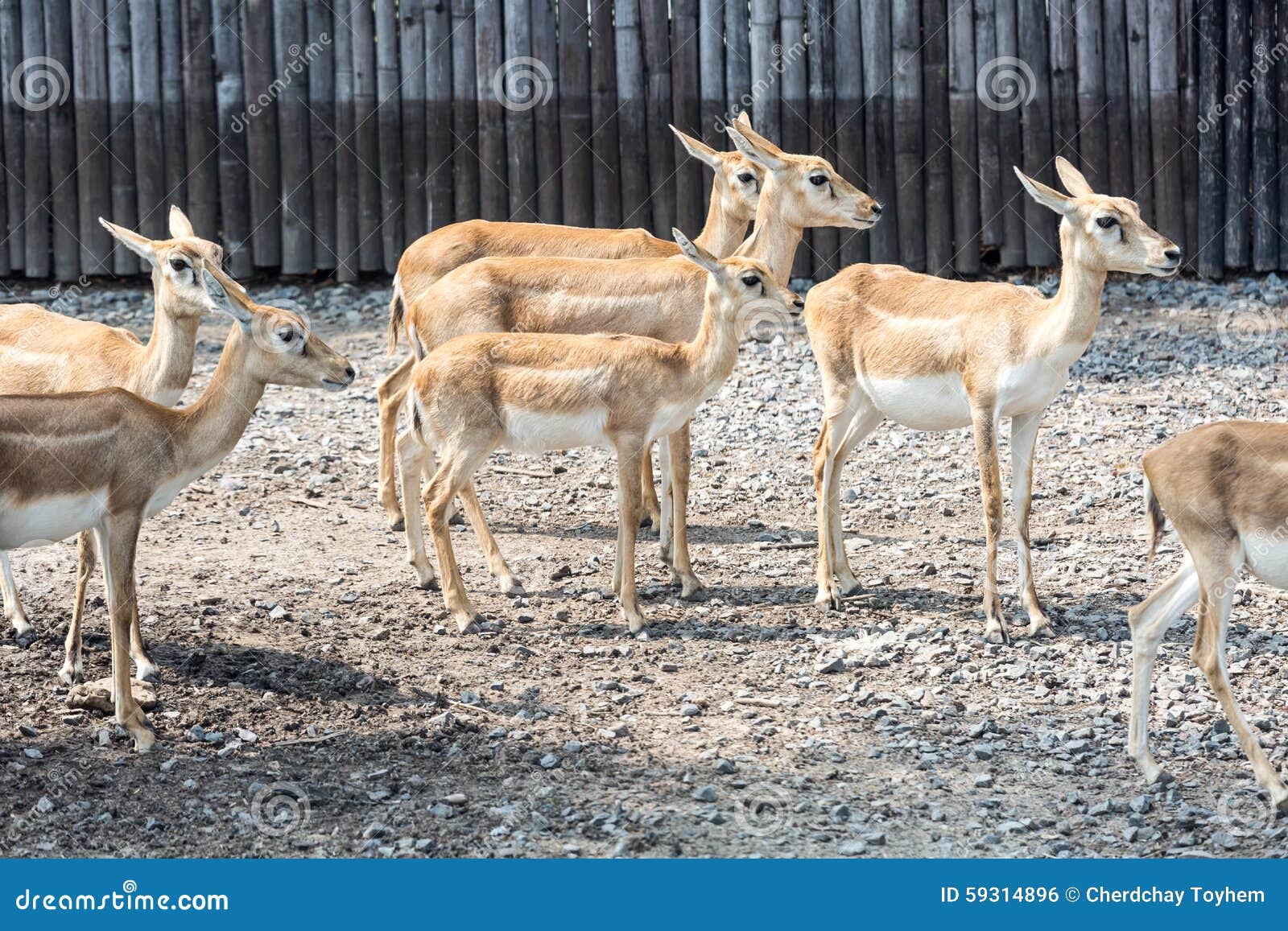 Young Deers in open zoo. stock photo. Image of branches - 59314896