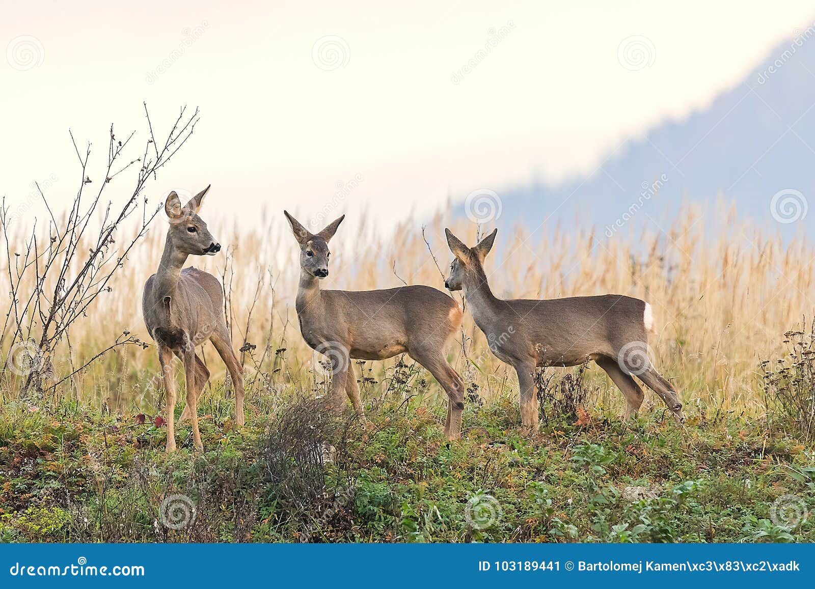 Young deers stock image. Image of side, mammal, frame - 103189441