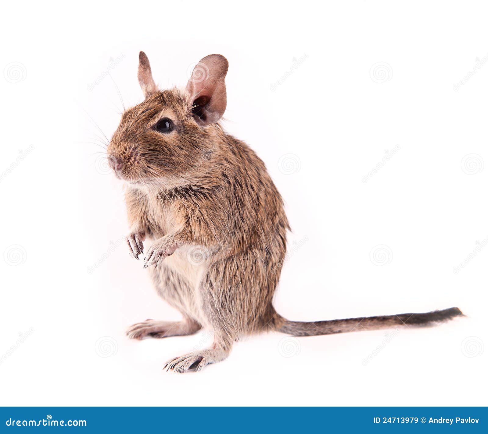 Young degu isolated stock image. Image of adorable, baby - 24713979