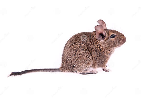 Young degu isolated stock image. Image of degus, mammal - 30136305