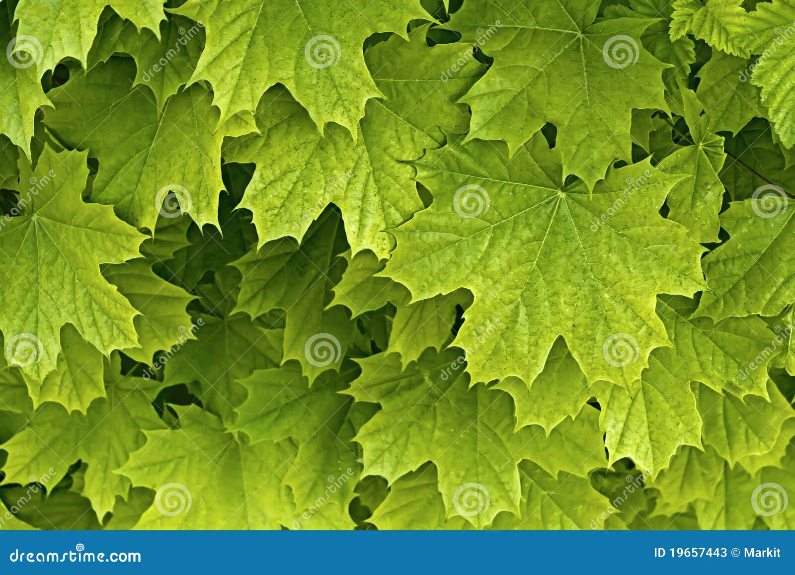 Young Delicate Leaves of Maple Stock Image - Image of fresh, dense ...