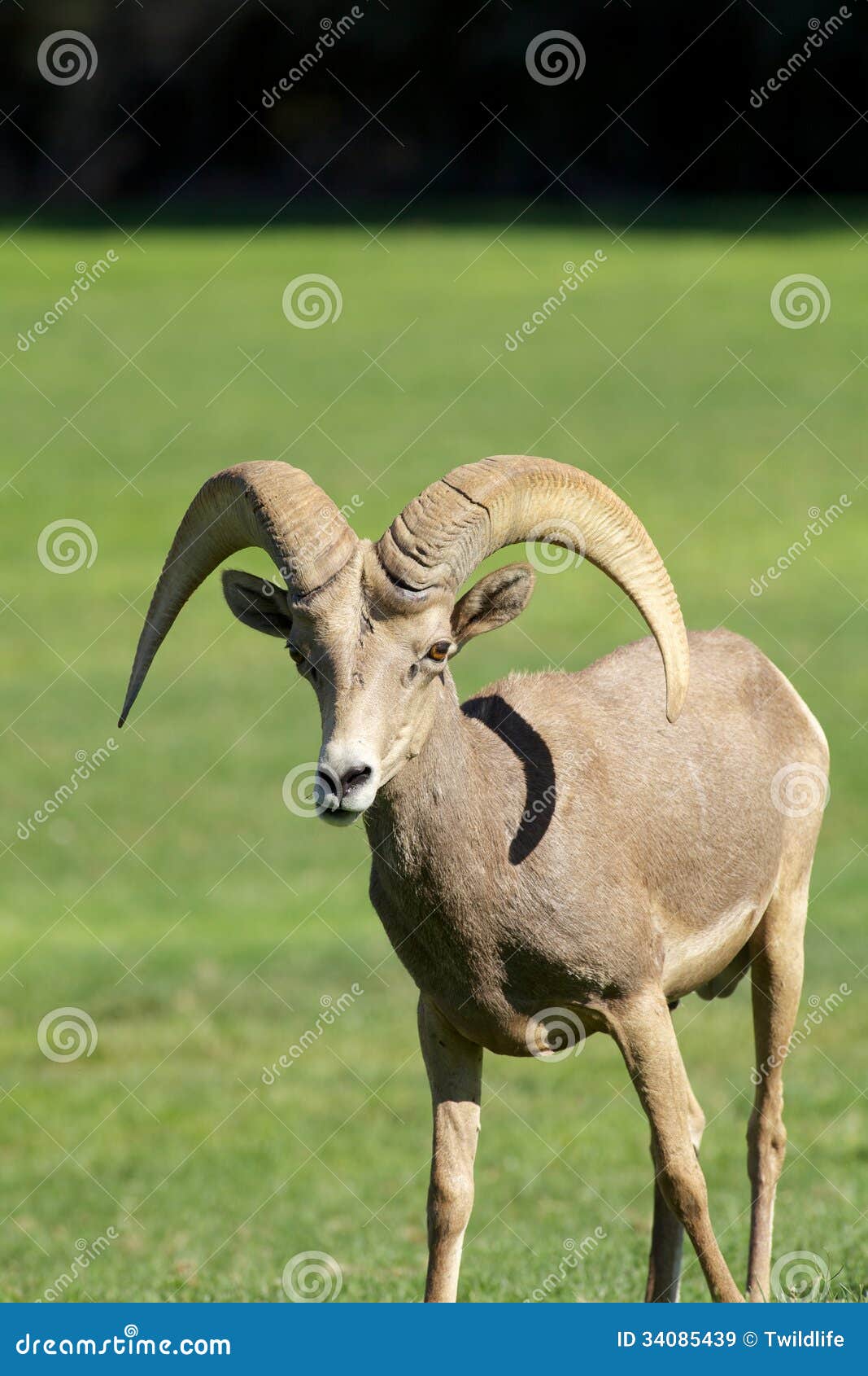 Young Desert Bighorn Ram stock image. Image of sheep - 34085439