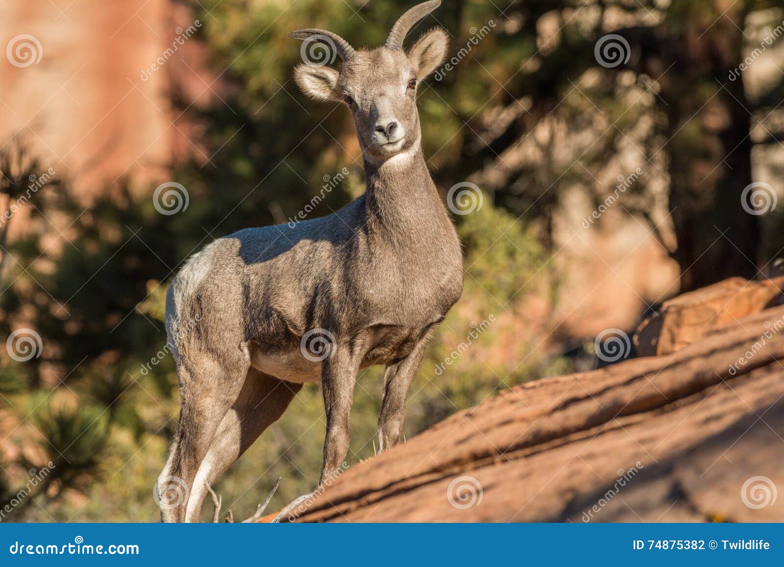Young Desert Sheep stock photo. Image of wild, utah, animal - 74875382