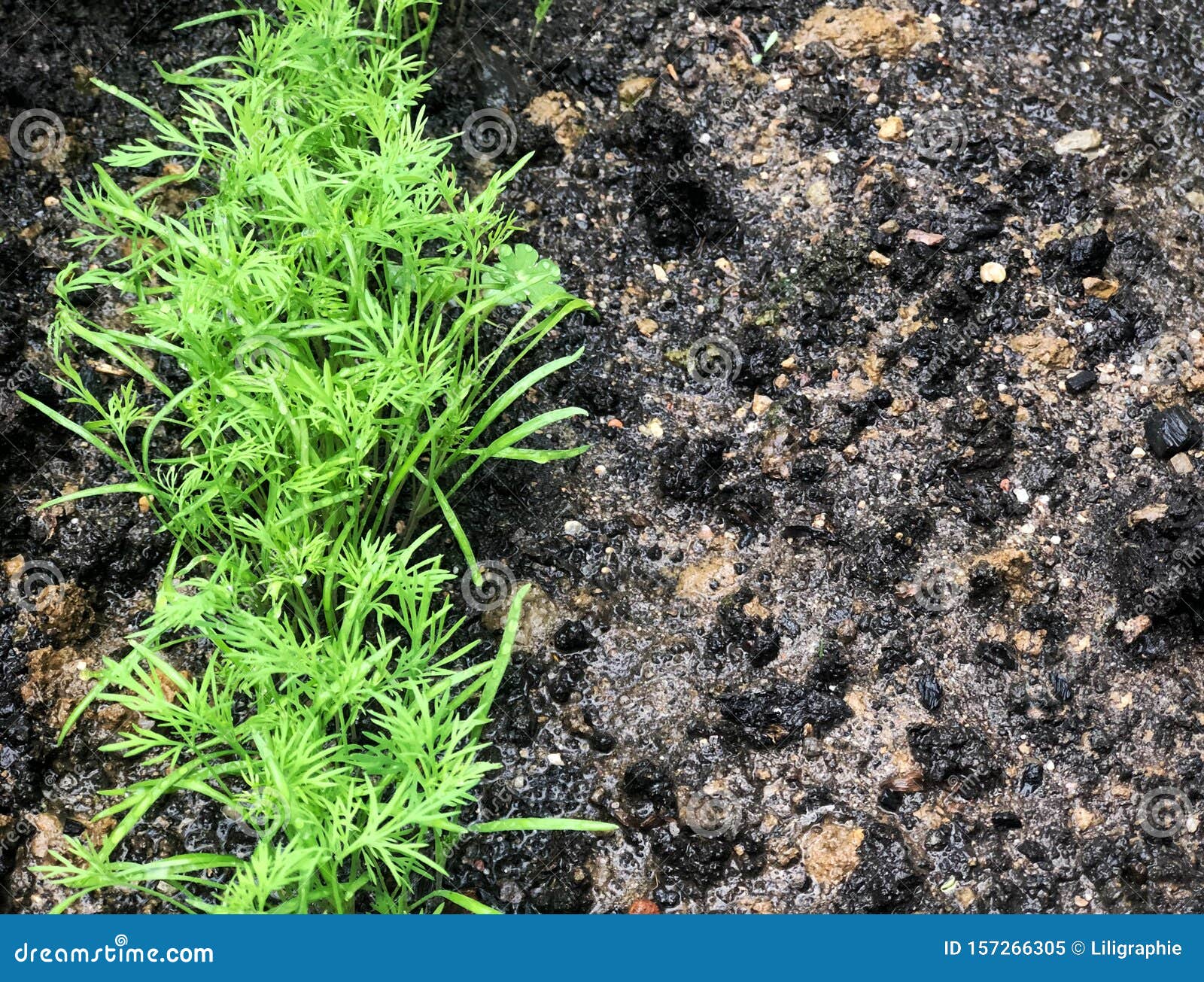 Young Dill Herb Plant Growing in Soil Seedlings Ground Stock Image ...