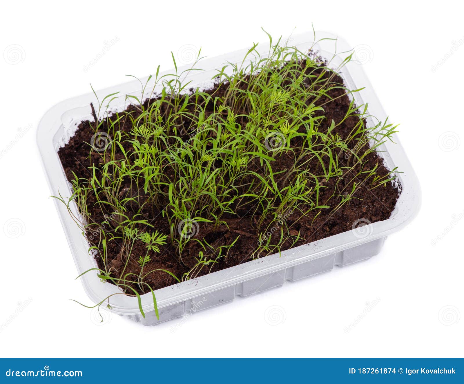 Young Dill Seedlings in a Transparent Plastic Container Stock Photo ...