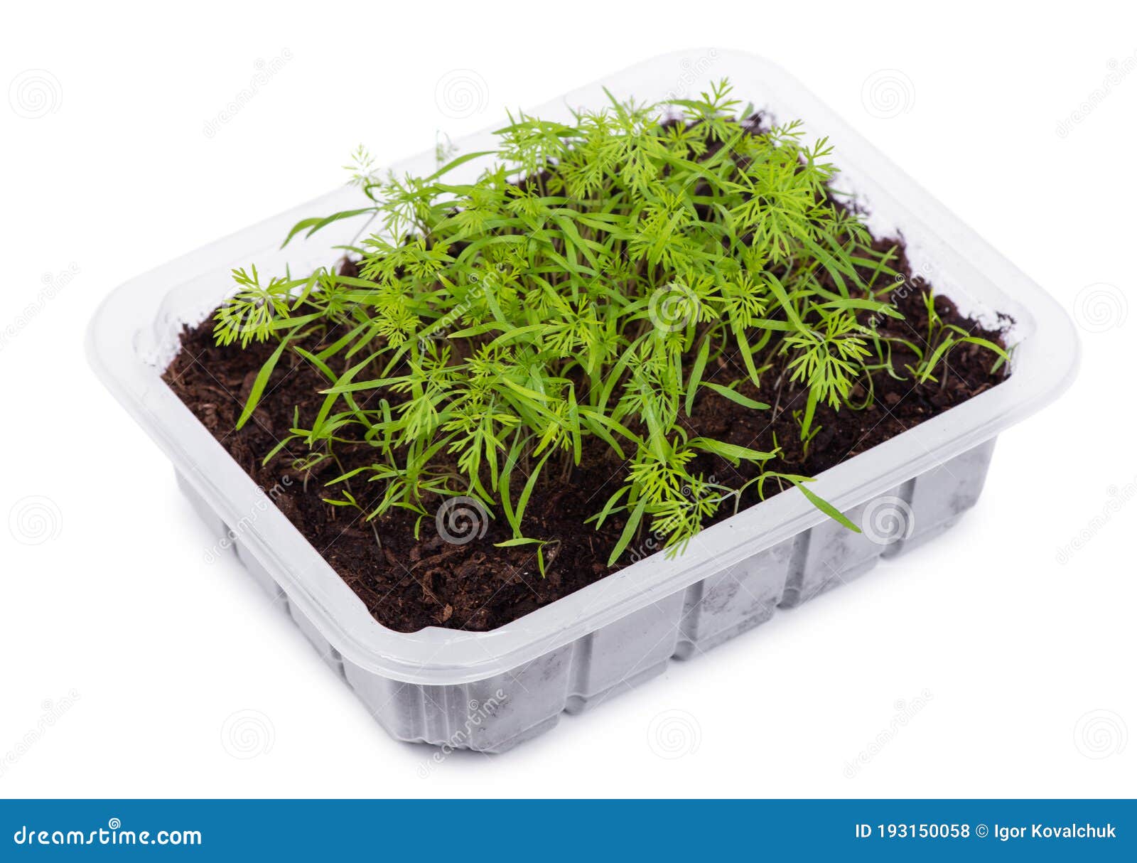 Young Dill Seedlings in a Transparent Plastic Container Stock Photo ...