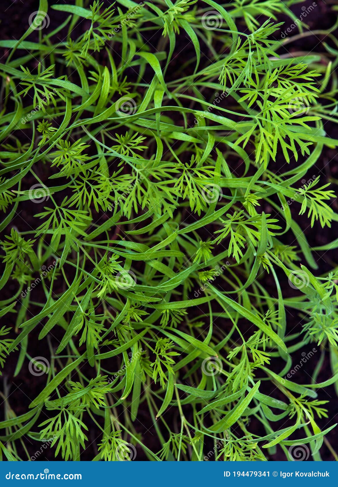 Young Dill Plant Breaks Through The Mulch Royalty-Free Stock ...