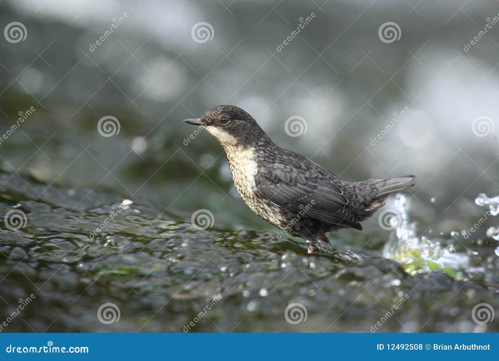 A young dipper. stock photo. Image of bird, rivers, flowing - 12492508