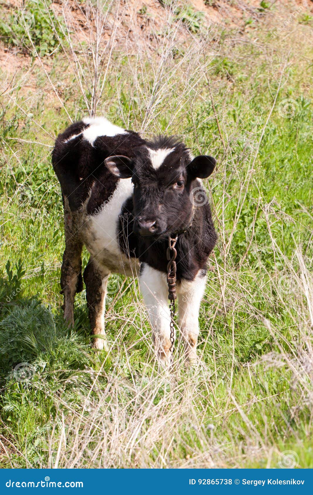 Young Dirty Bull Grazing on Grass in the Village Stock Photo - Image of ...