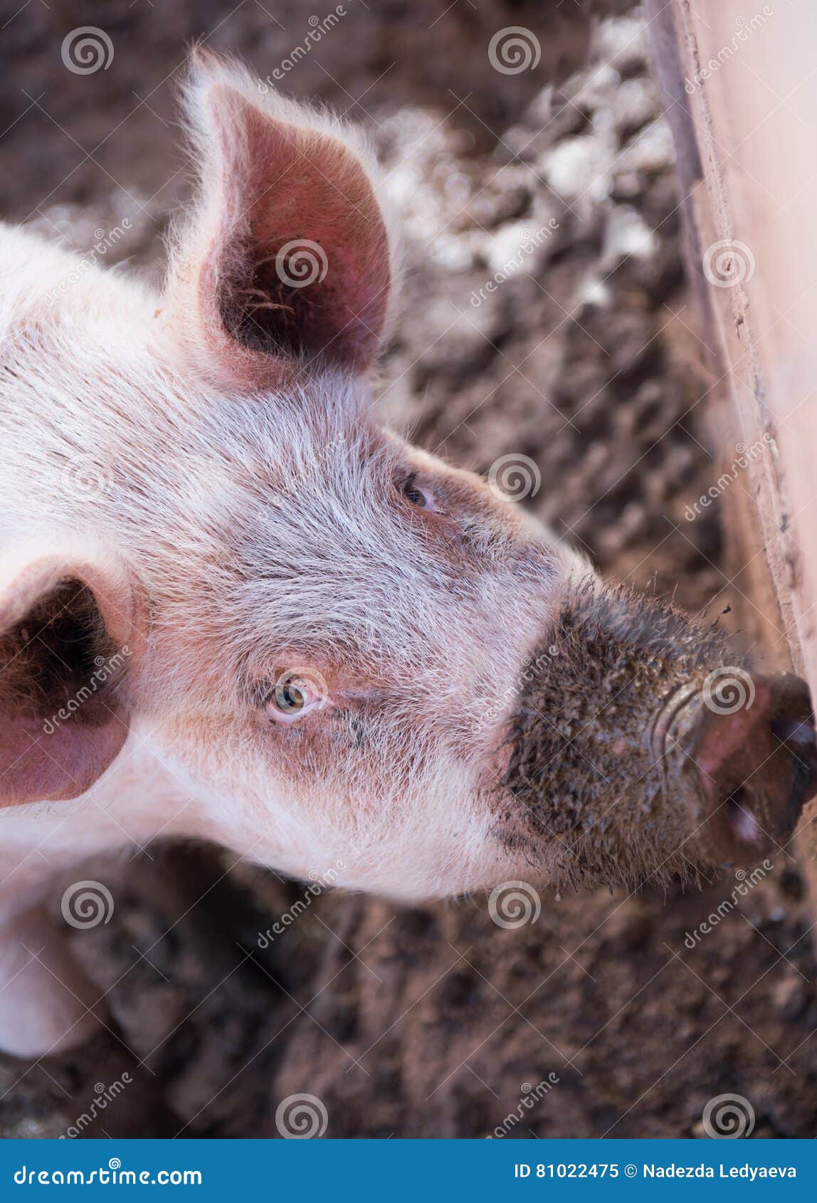 Young dirty pig stock image. Image of farmyard, farm - 81022475