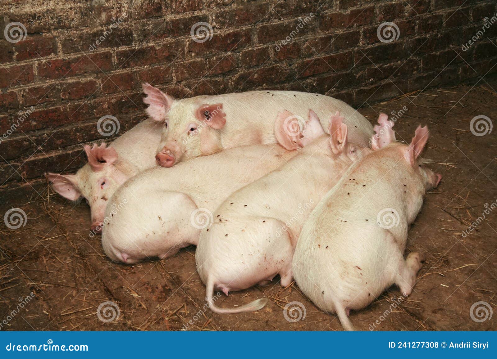 Dirty Piglets Walk Behind The Fence Stock Photo | CartoonDealer.com ...