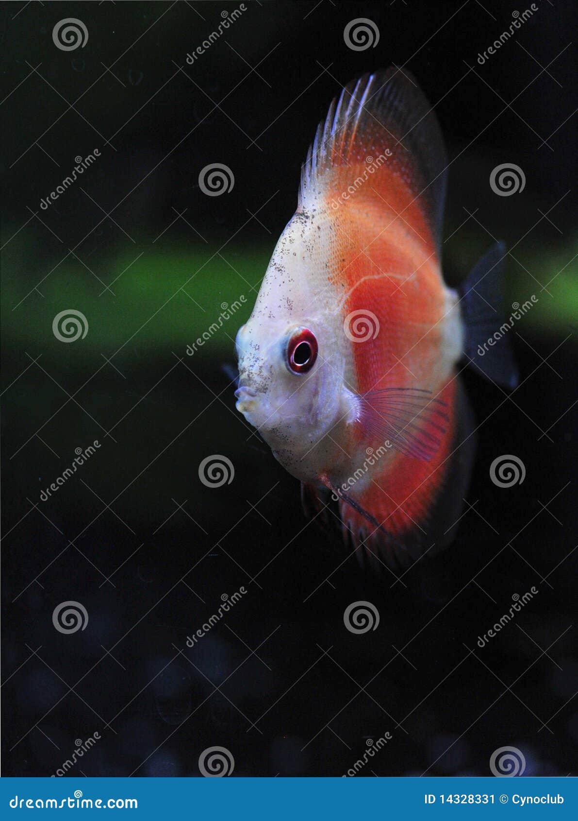 Young discus stock image. Image of colorful, swimming - 14328331