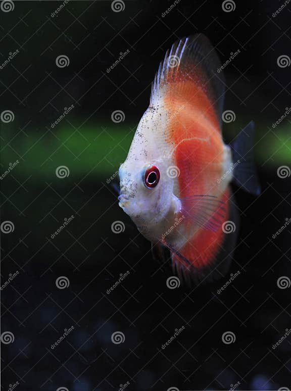 Young discus stock image. Image of colorful, swimming - 14328331