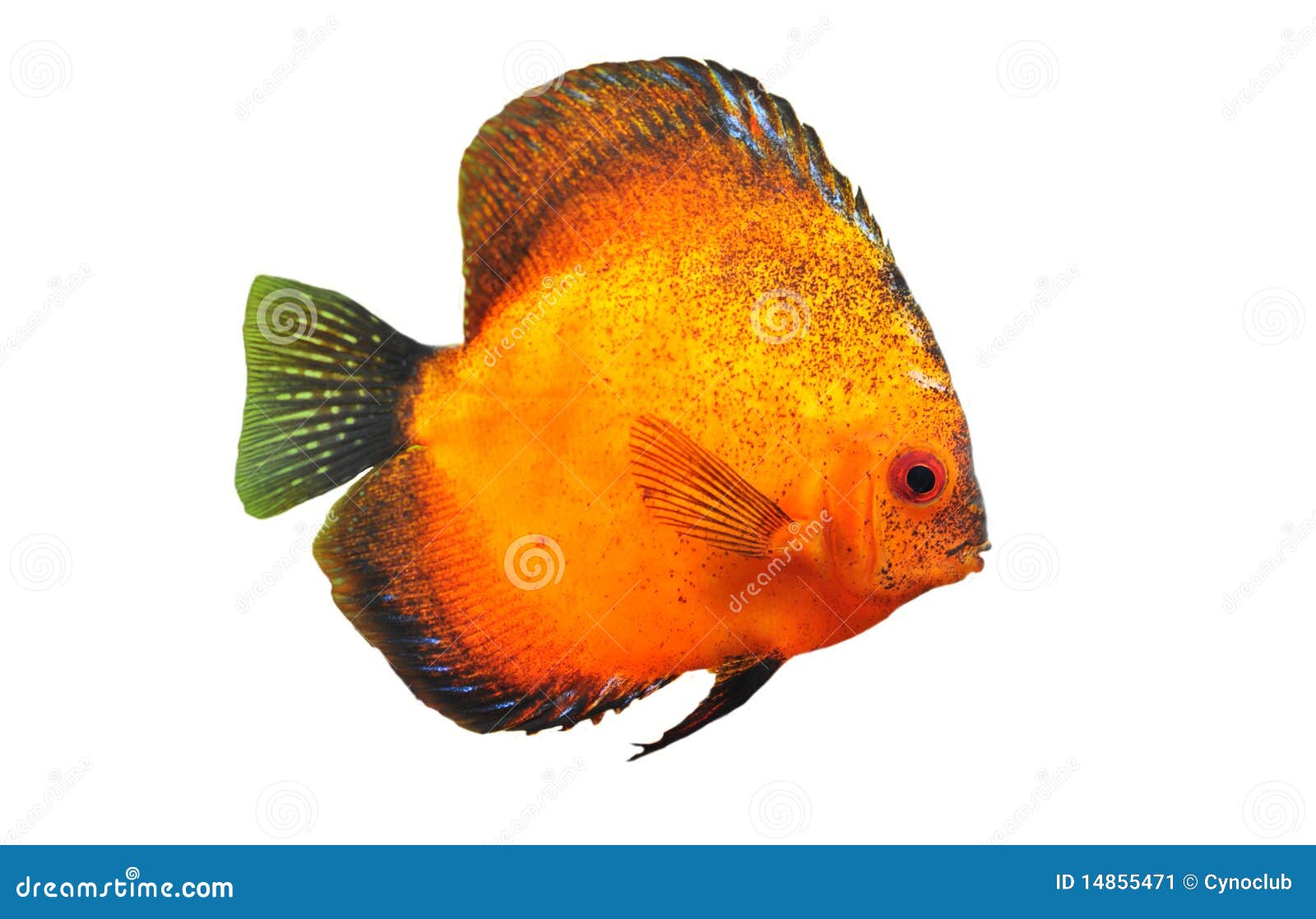 Young discus stock image. Image of symphisodon, curve - 14855471