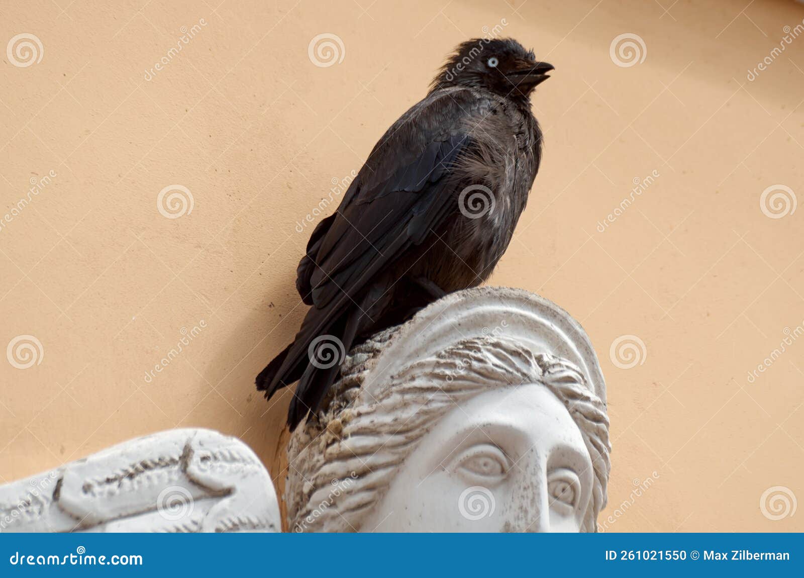 A Young Disheveled Chick of a Jackdaw Sits on the Head of a Medieval ...