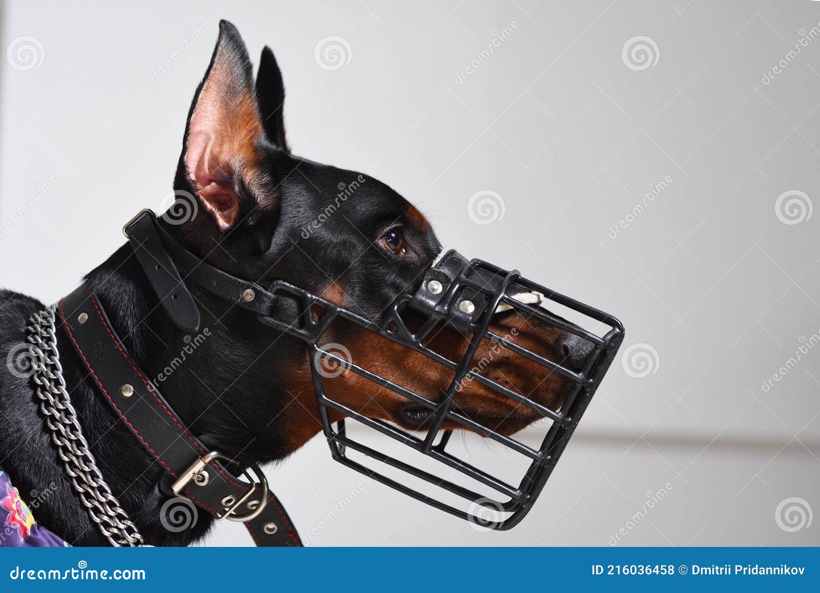 Young Doberman in a Muzzle, Head Close Up Against a White Wall, Studio ...