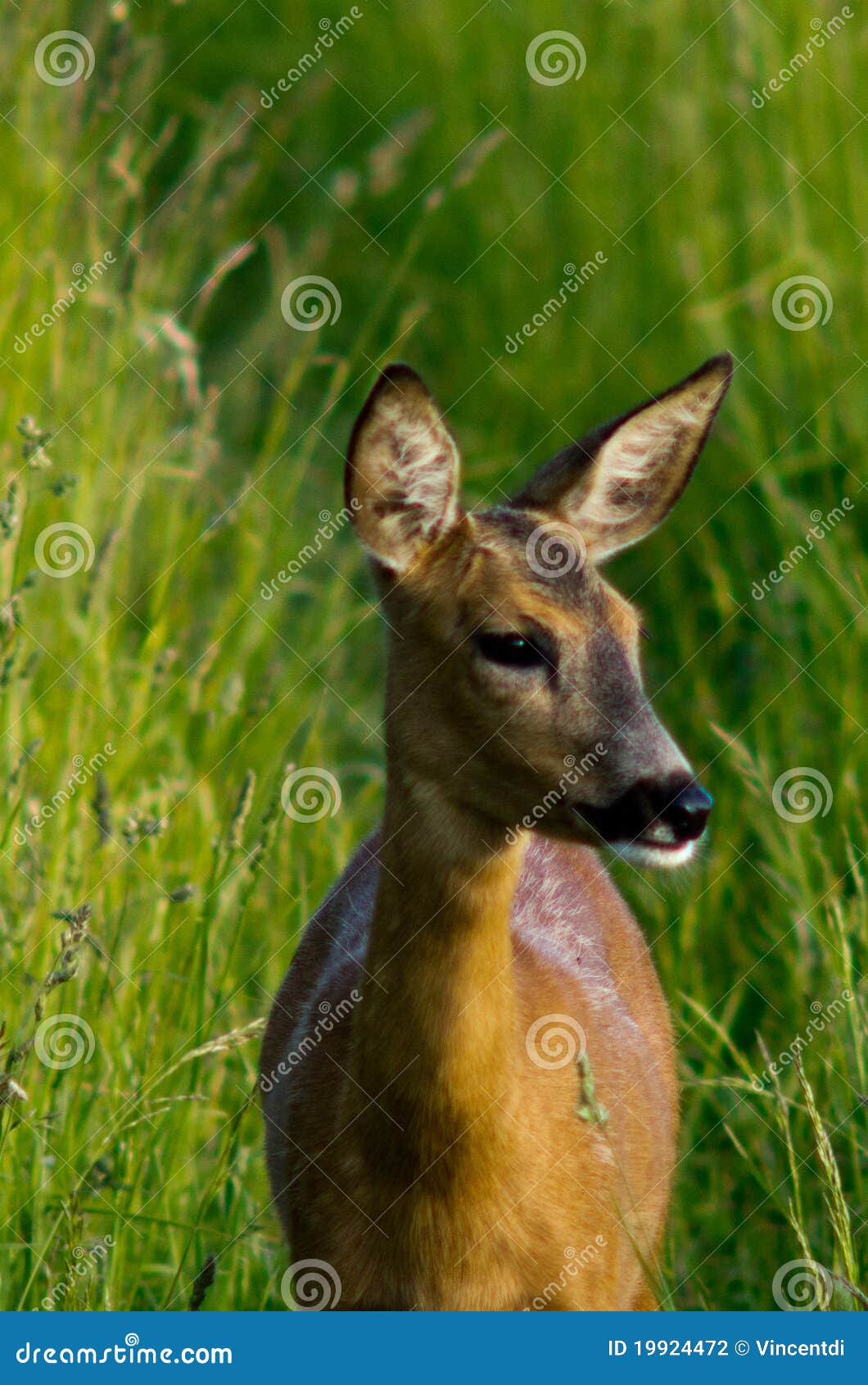Young Doe stock photo. Image of prey, nature, wild, herbivorous - 19924472