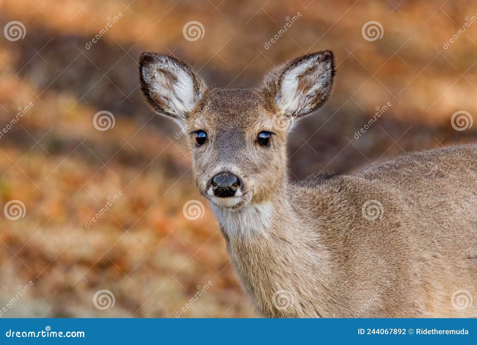 Young Doe stock photo. Image of deer, attentive, outdoors - 244067892
