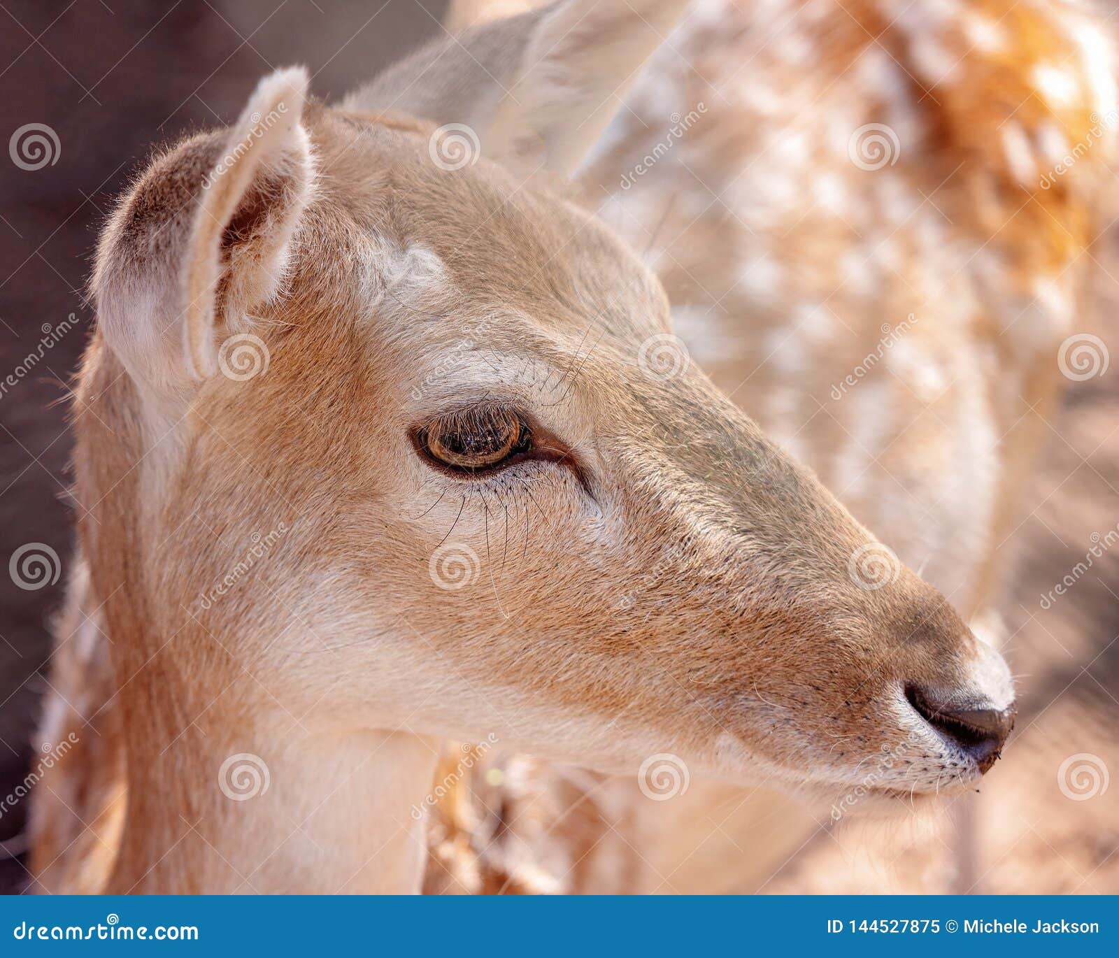 A Young Doe Deer in Close-up Stock Image - Image of head, expression ...